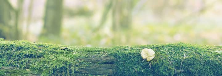 Beaucatcher - Land of the Sky Wildlife Control Experts